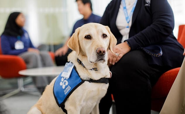 Caring Canines Volunteer Program - Mayo Clinic